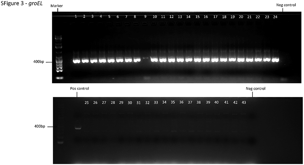 Frontiers | Corrigendum: Development of a quadruplex PCR amplicon next generation sequencing ...