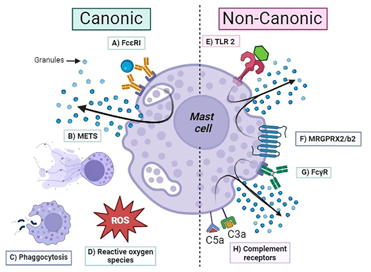 Frontiers | MASTer cell: chief immune modulator and inductor of ...