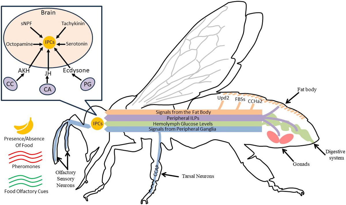 Frontiers | The diverse roles of insulin signaling in insect behavior