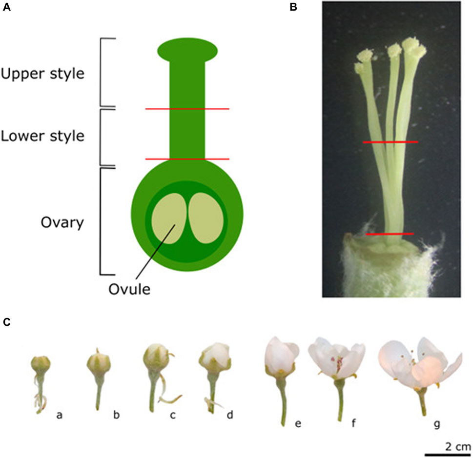 Frontiers | The influence of the pollination compatibility type on the ...