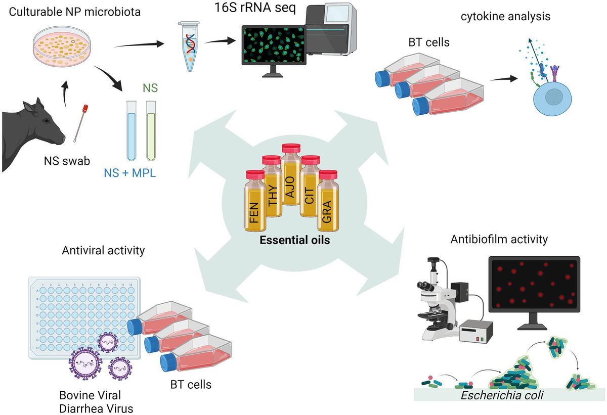 Frontiers | Screening and selection of essential oils for an intranasal ...