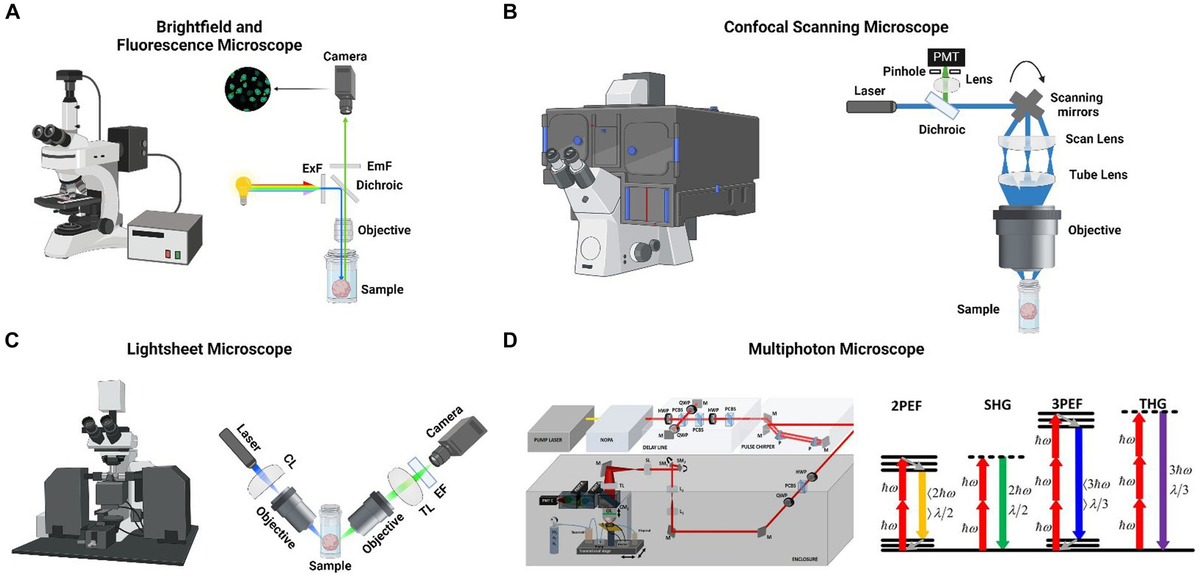 Frontiers | Applications of multiphoton microscopy in imaging cerebral ...