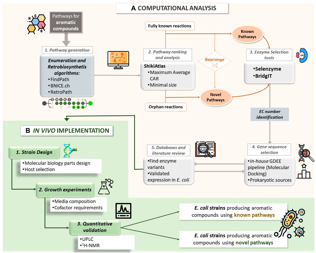 Frontiers | Computer-aided design and implementation of efficient biosynthetic pathways to ...
