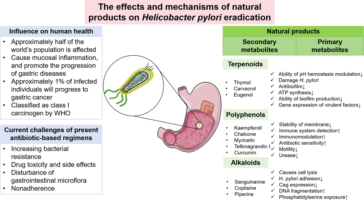 Frontiers | The effects and mechanisms of natural products on Helicobacter pylori eradication