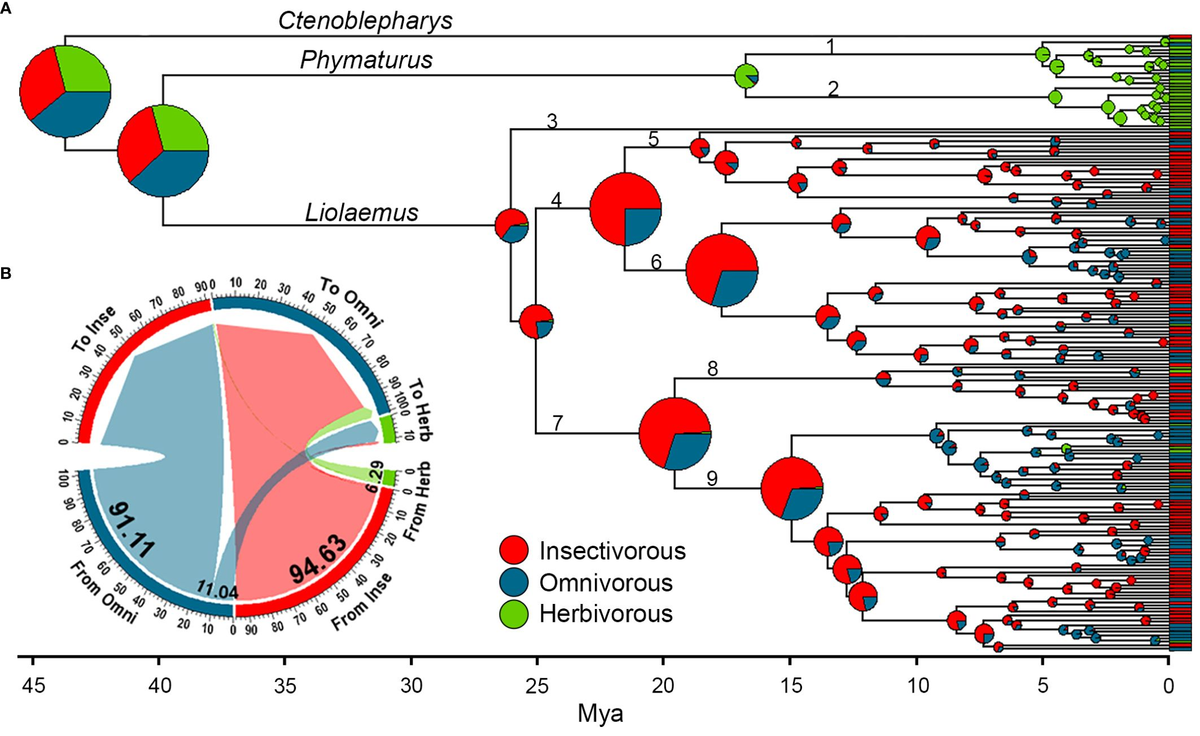 Frontiers | Patterns of morphological diversification are influenced by ...