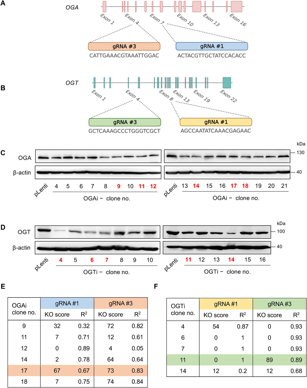 Frontiers | OGT and OGA gene-edited human induced pluripotent stem ...