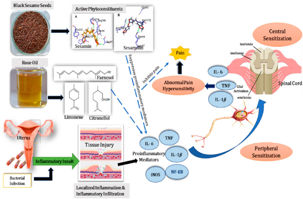Frontiers | Efficacy and classification of Sesamum indicum linn seeds ...