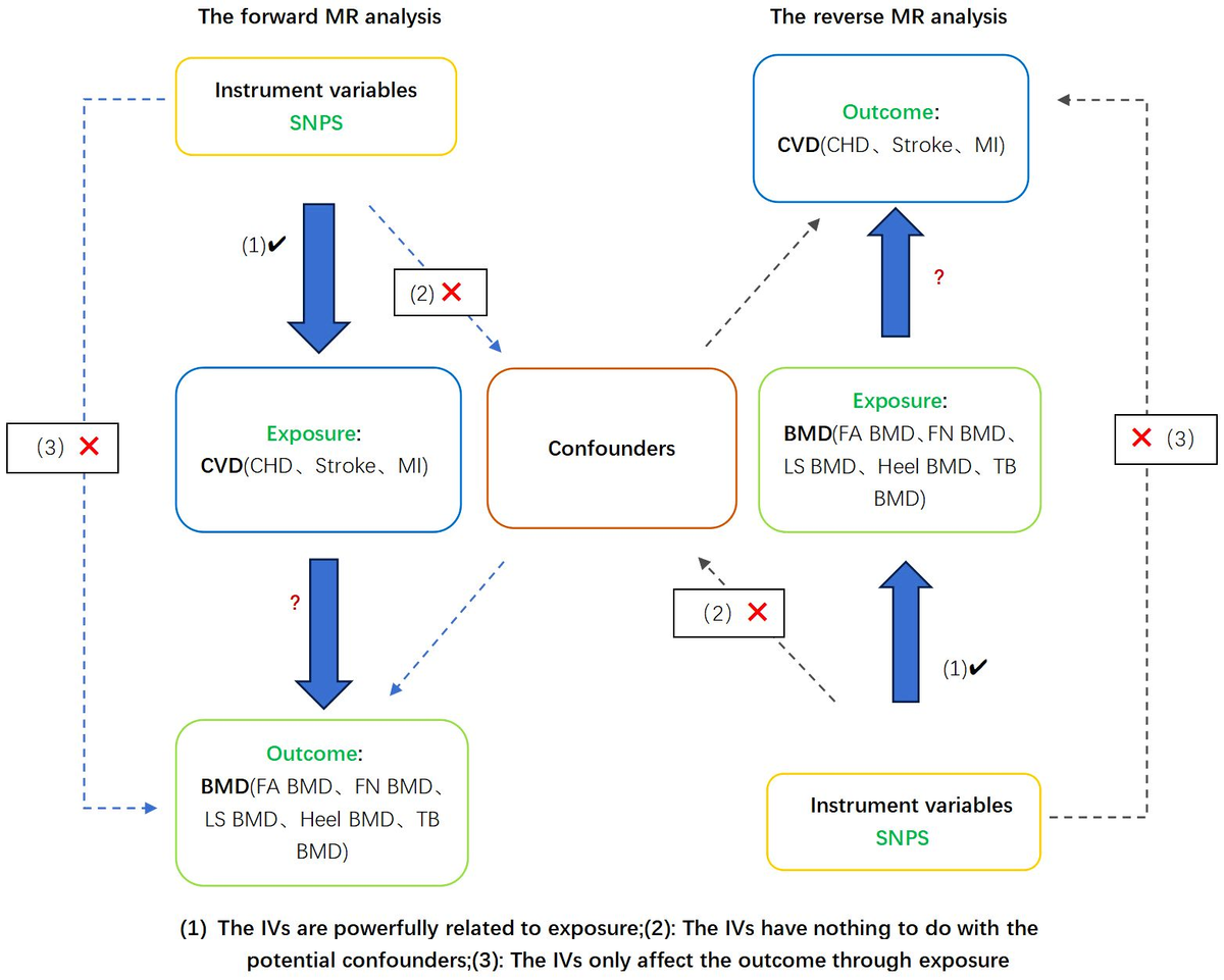 Frontiers | Osteoporosis and coronary heart disease: a bi-directional Mendelian randomization study