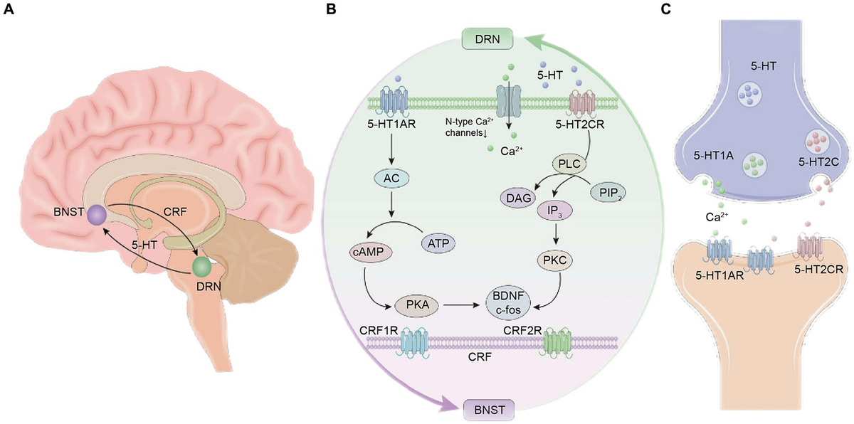 Frontiers | The role and mechanism of 5-HTDRN-BNST neural circuit in anxiety and fear lesions