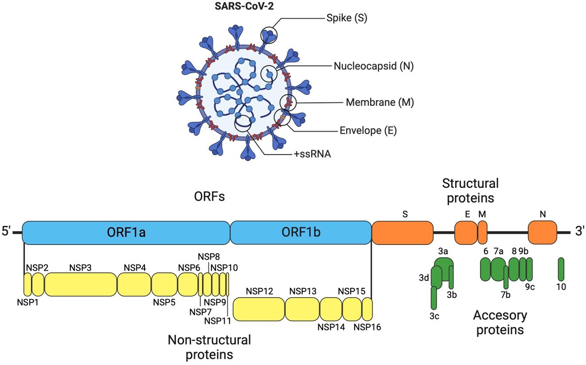 Frontiers | New insights into the pathogenesis of SARS-CoV-2 during and ...