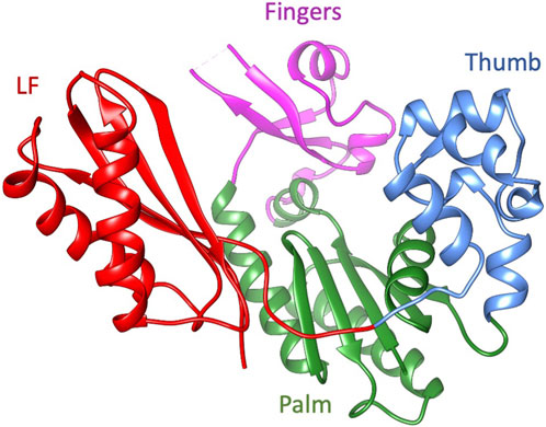 Frontiers | Dynamics and thermal stability of the bypass polymerase ...