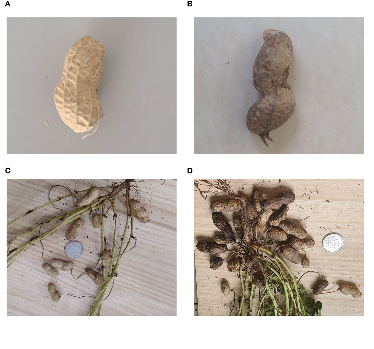 Frontiers | Classification of peanut pod rot based on improved YOLOv5s