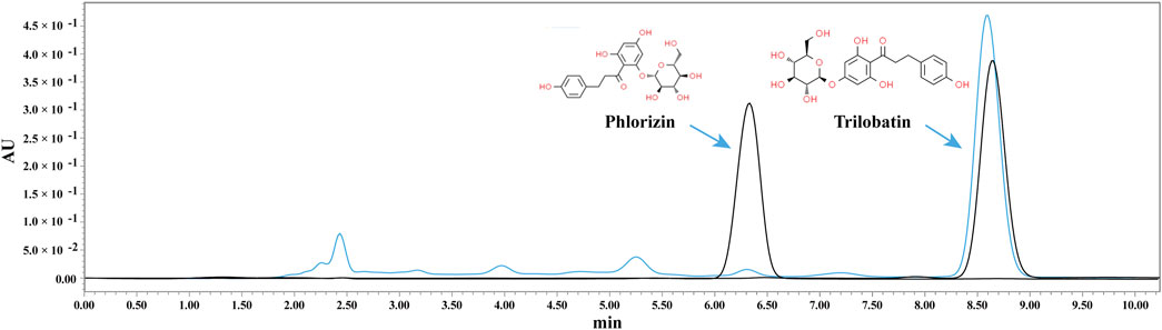 Frontiers | Lithocarpus polystachyus Rehd. ameliorates cerebral ...
