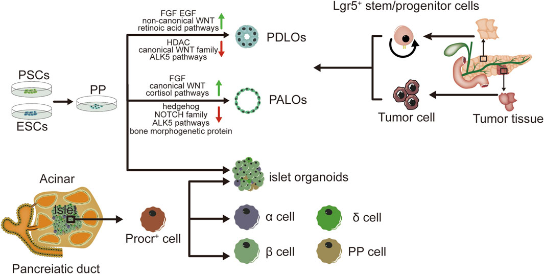 Frontiers | Application and challenge of pancreatic organoids in ...