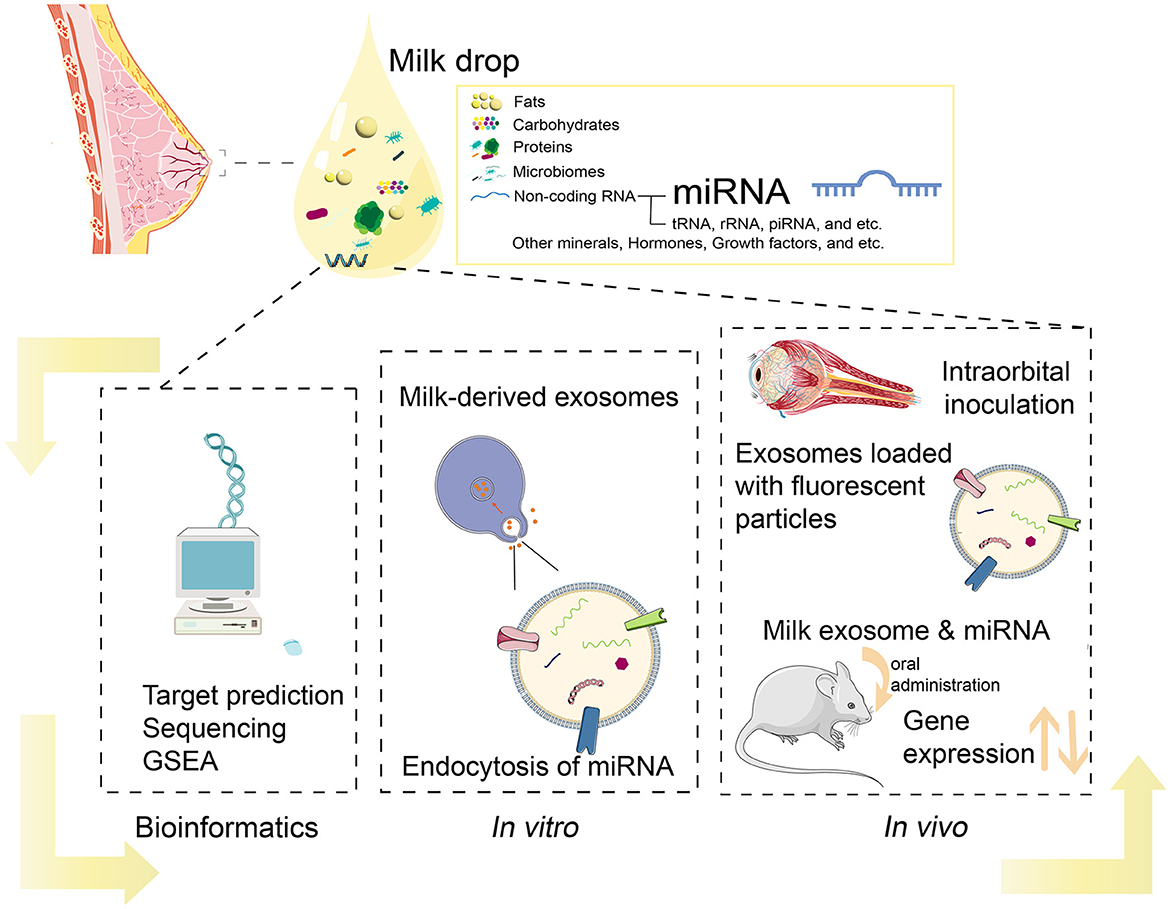 Frontiers Recent Insights Into Breast Milk Microrna Their Role As