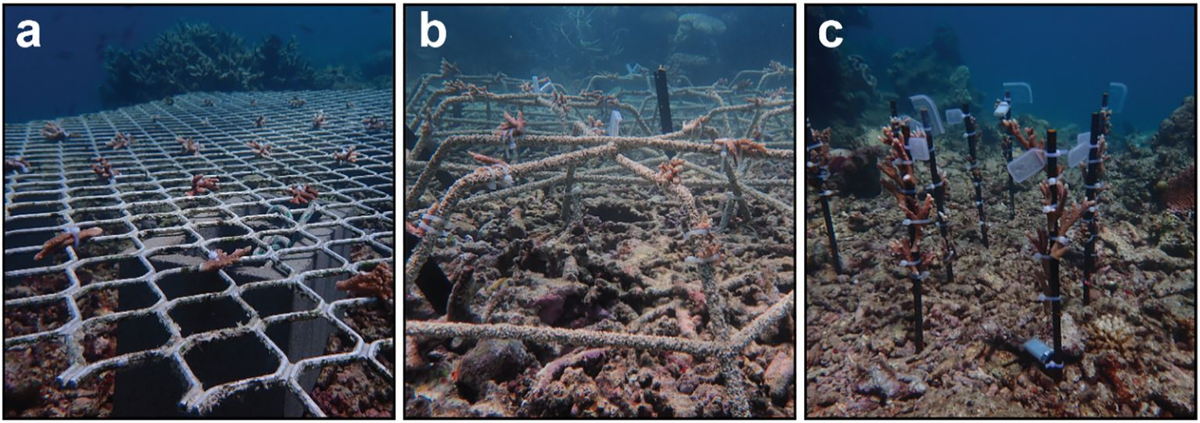 Frontiers | Assessing how metal reef restoration structures shape the ...