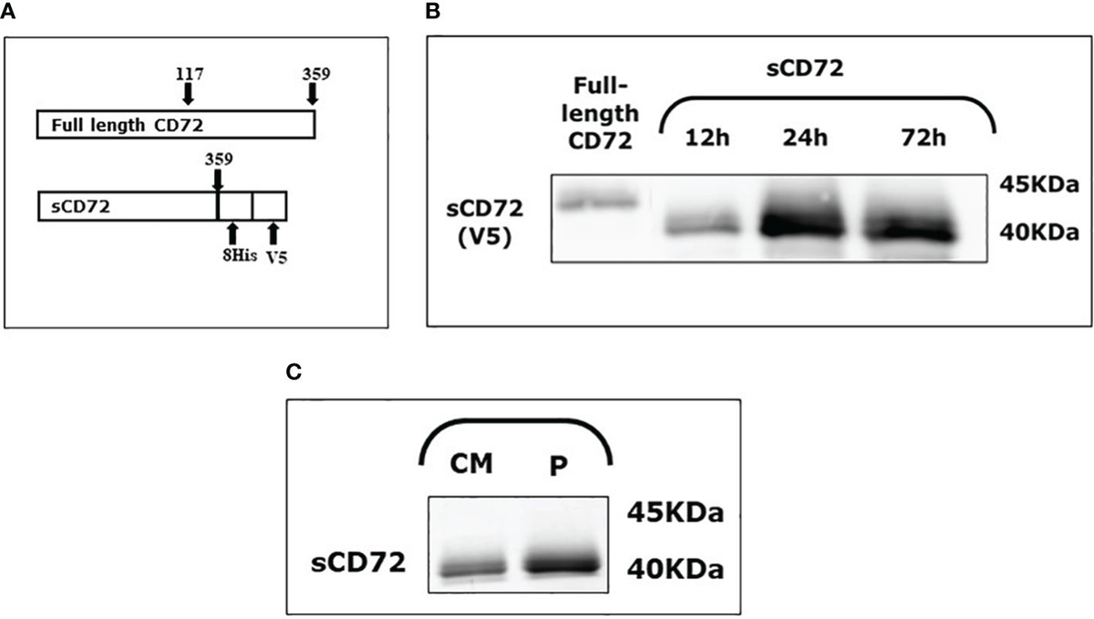 Frontiers | Soluble CD72, is a T-cell activator probably via binding to ...