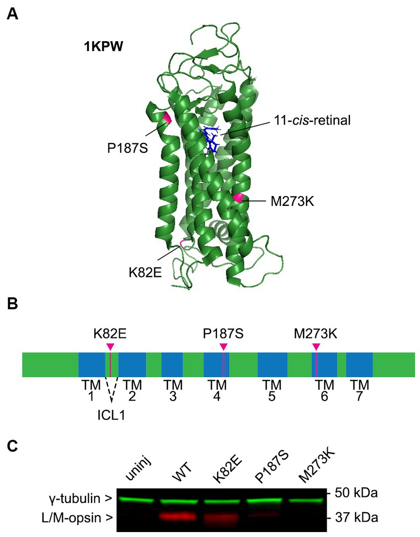 Retinal And Opsin