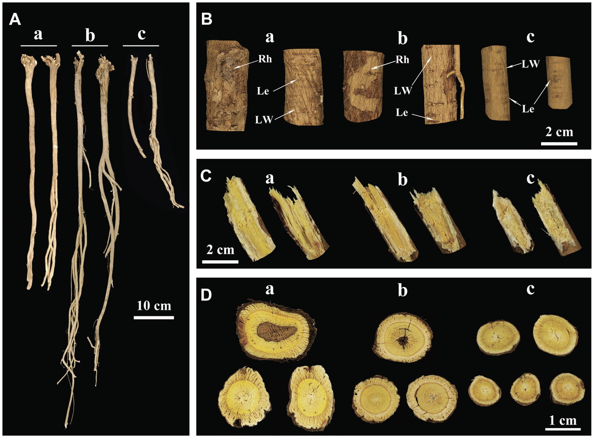 Frontiers | An evaluation of Astragali Radix with different growth ...