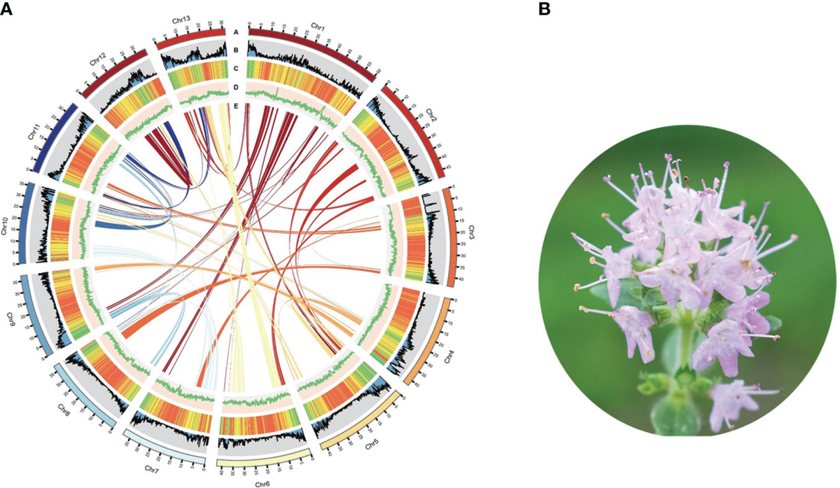 Frontiers | Chromosome-level genome of Thymus mandschuricus reveals ...