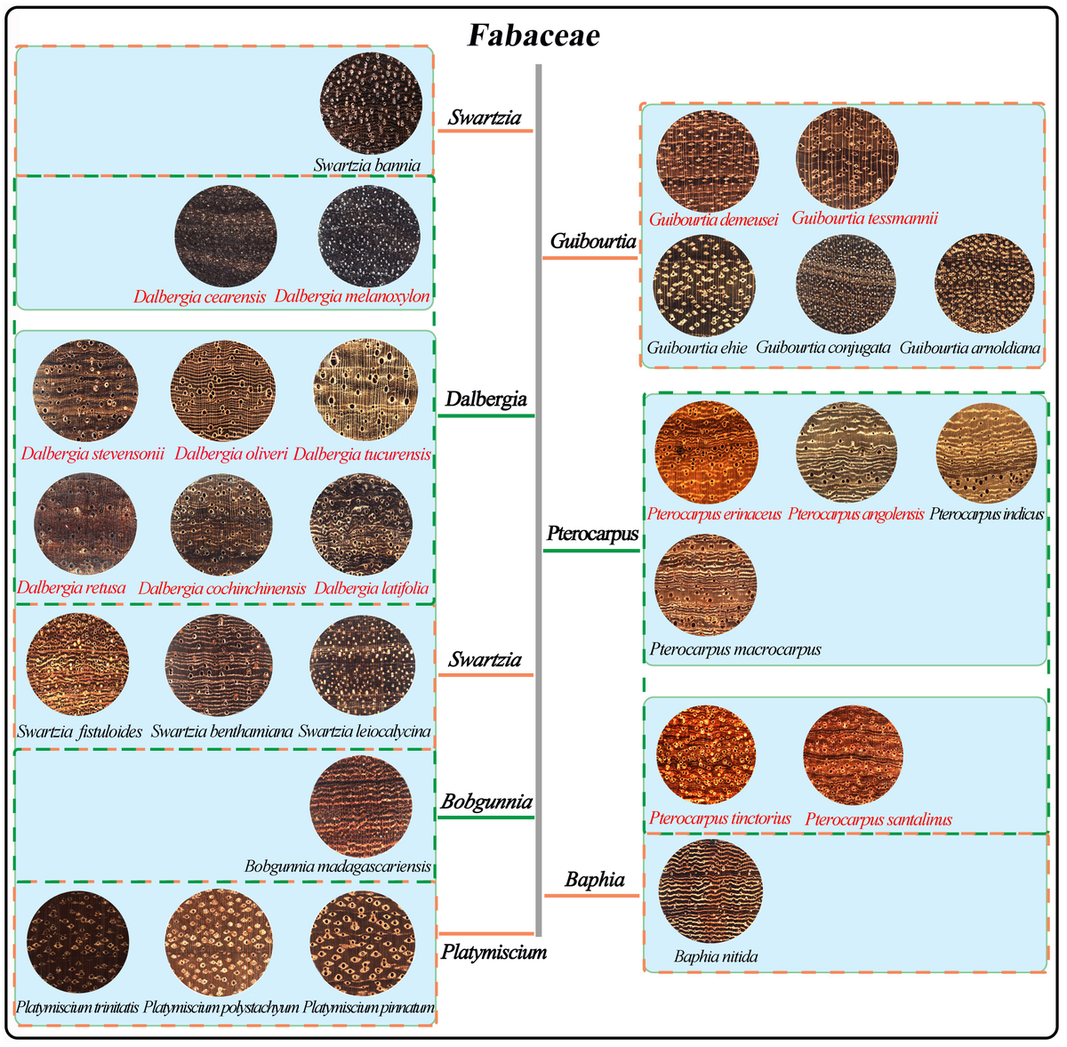 Frontiers | How to discriminate wood of CITES-listed tree species from ...