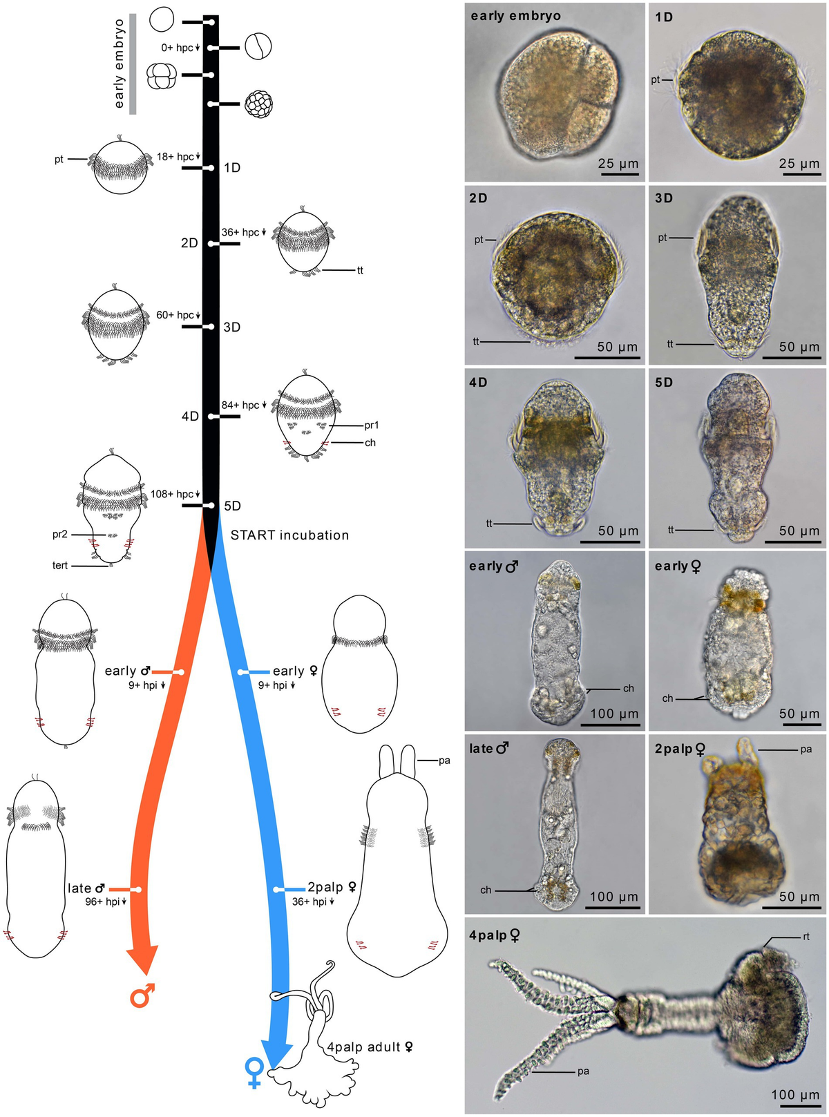 Frontiers | Postembryonic development and male paedomorphosis in Osedax ...