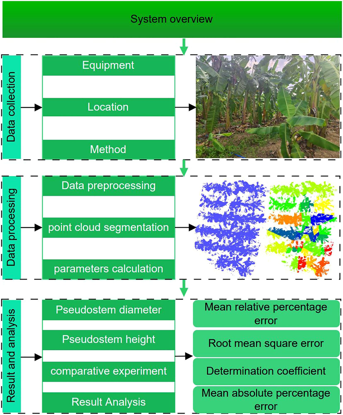 Frontiers | A method for measuring banana pseudo-stem phenotypic ...