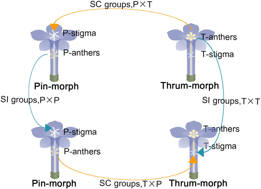 Frontiers | Comparative stigmatic transcriptomics reveals self and ...