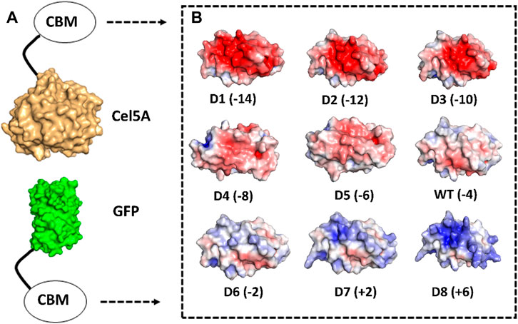 Frontiers | Supercharged cellulases show superior thermal stability and ...