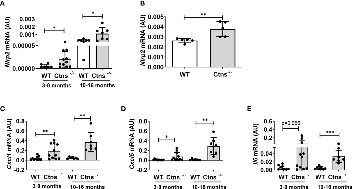 Frontiers | Nlrp2 deletion ameliorates kidney damage in a mouse model ...