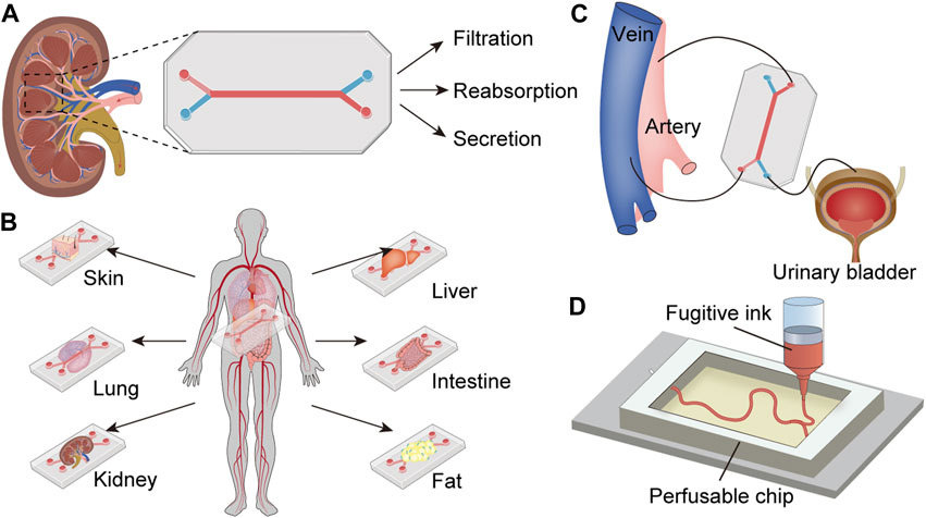 Frontiers | Revolutionizing nephrology research: expanding horizons ...