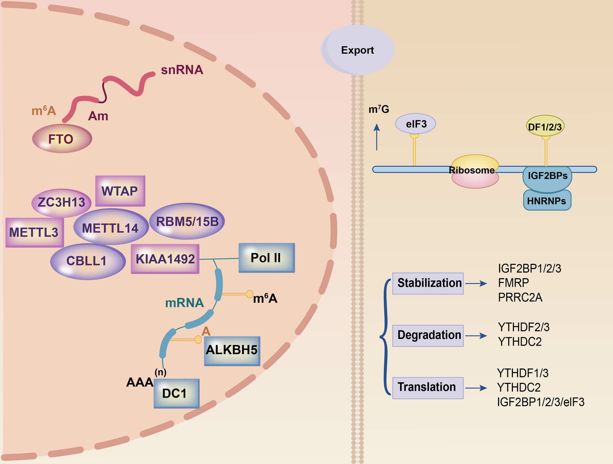 Frontiers | A new perspective on hematological malignancies: m6A ...