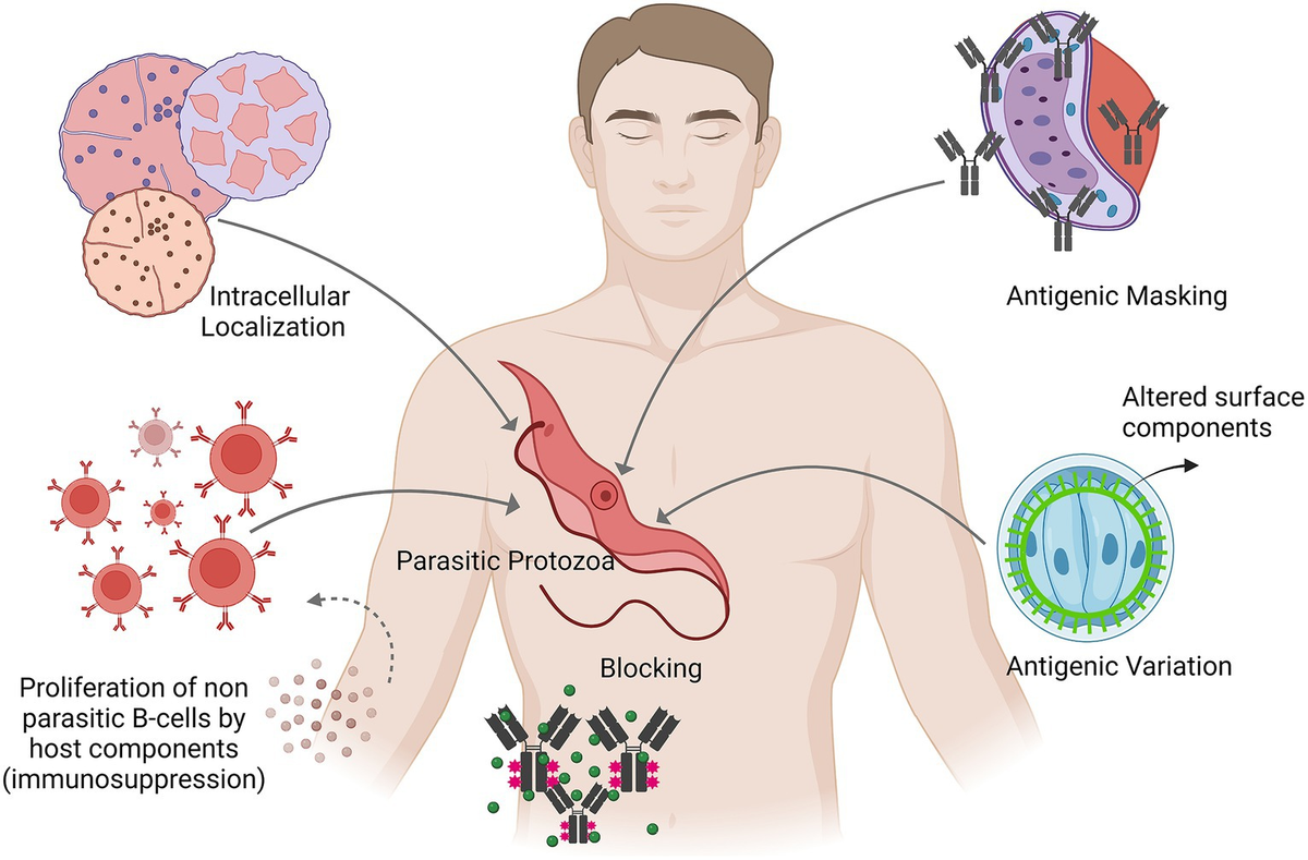 Frontiers | Uncovering the diversity of pathogenic invaders: insights into protozoa, fungi, and ...