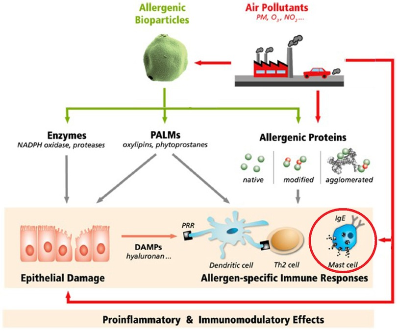 Frontiers | History of pollutant adjuvants in respiratory allergy