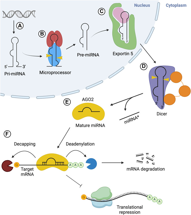 Frontiers | Regulatory role of RNA-binding proteins in microRNA biogenesis