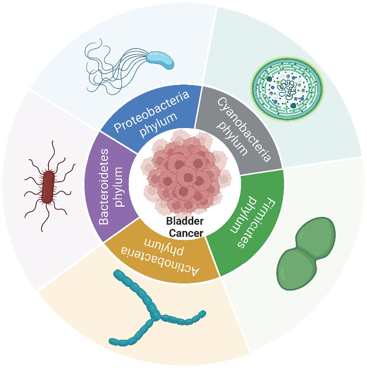 Frontiers Research Progress On The Microbiota In Bladder Cancer Tumors