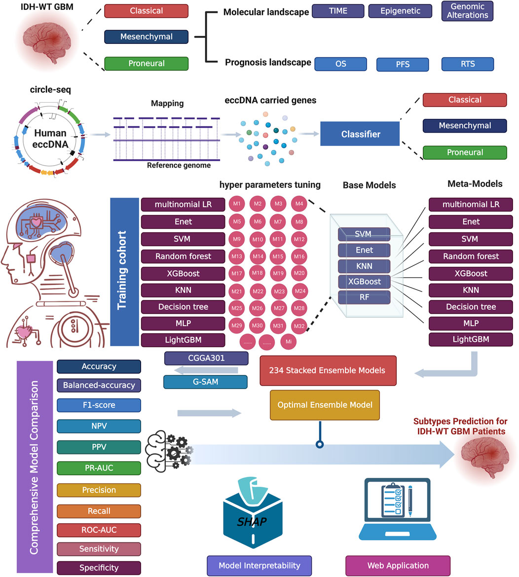 Frontiers | ecGBMsub: an integrative stacking ensemble model framework based on eccDNA molecular ...