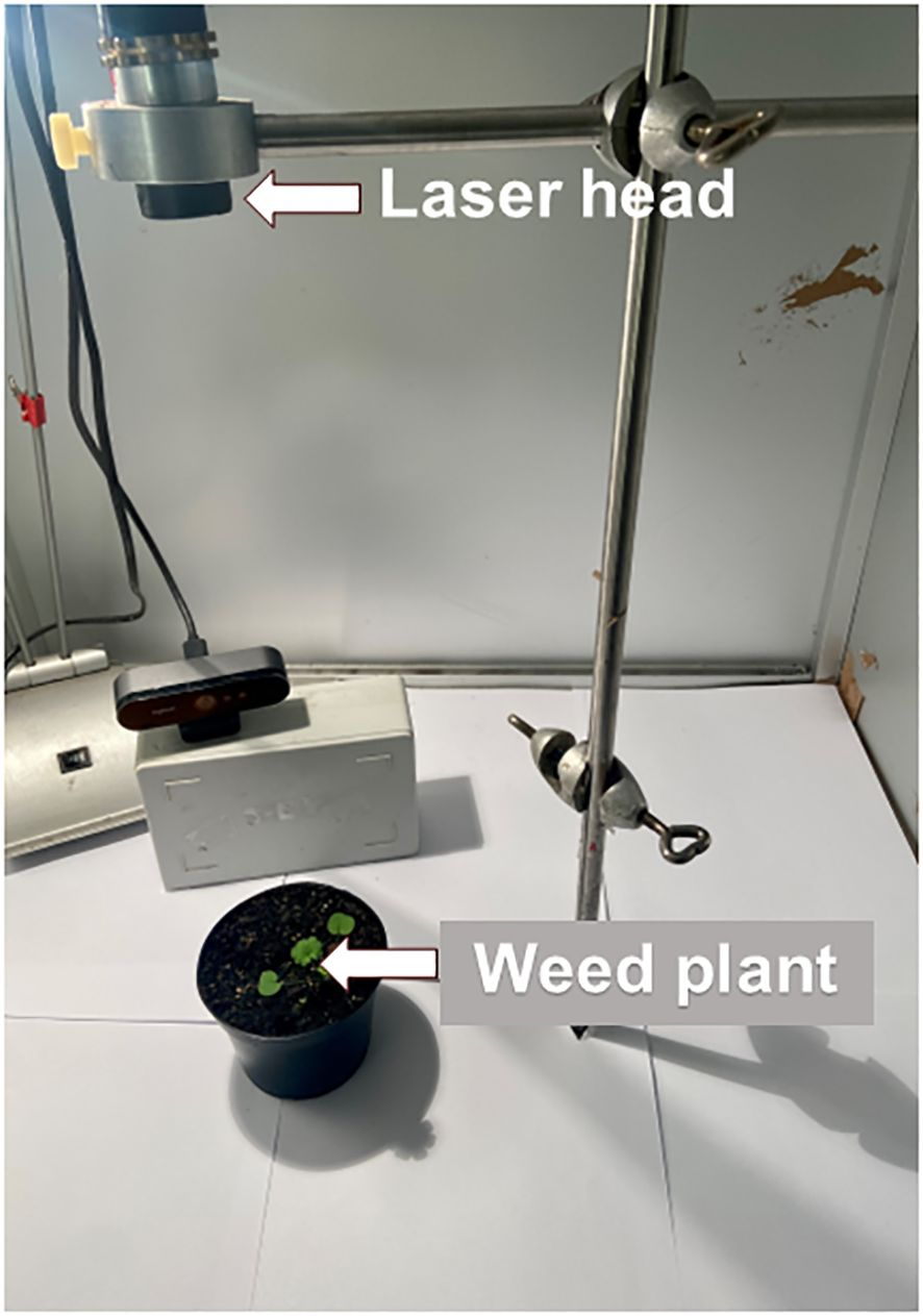 Frontiers | Laser weeding of common weed species