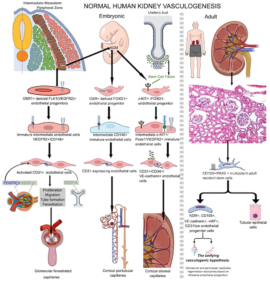 Frontiers | Exploring vasculogenesis in the normal human kidney and ...