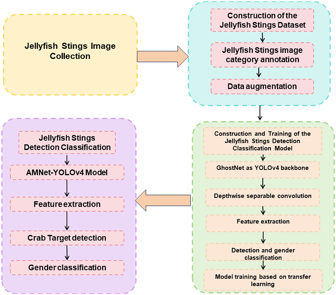 Frontiers | Real-time precision detection algorithm for jellyfish stings in neural computing ...