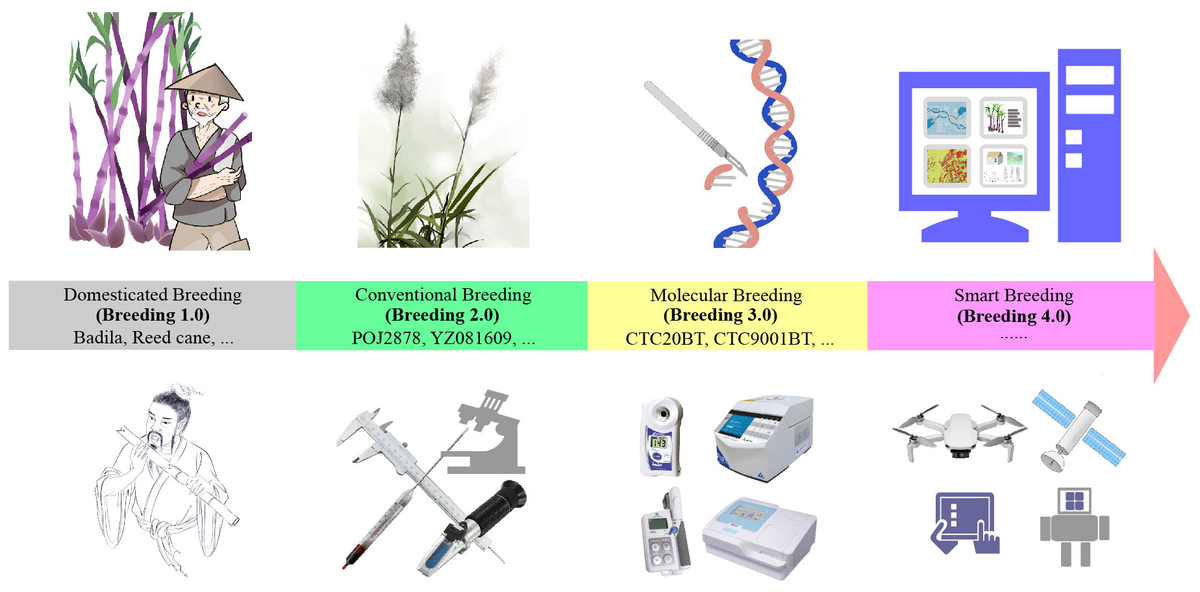 Frontiers | Sugarcane breeding: a fantastic past and promising future ...