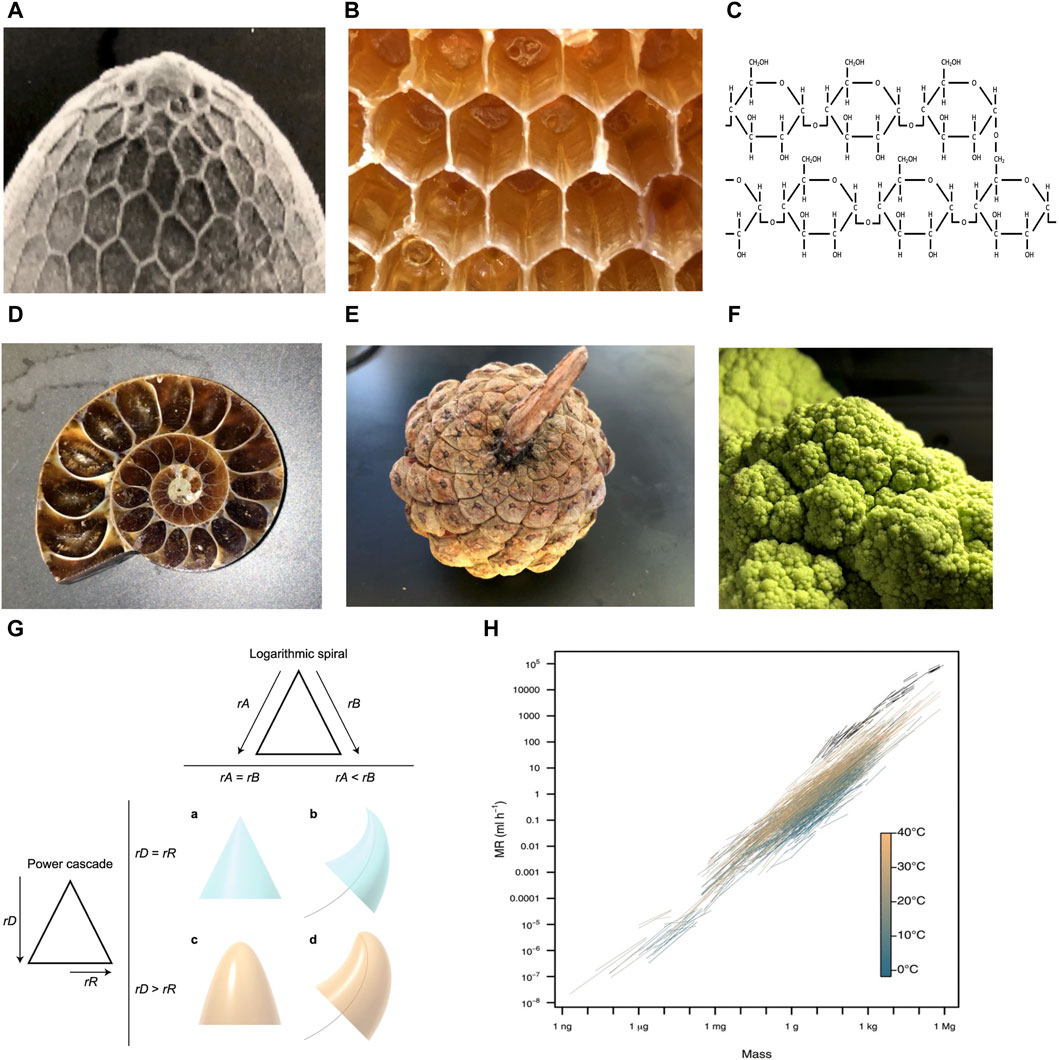 Frontiers | Selectively advantageous instability in biotic and pre ...
