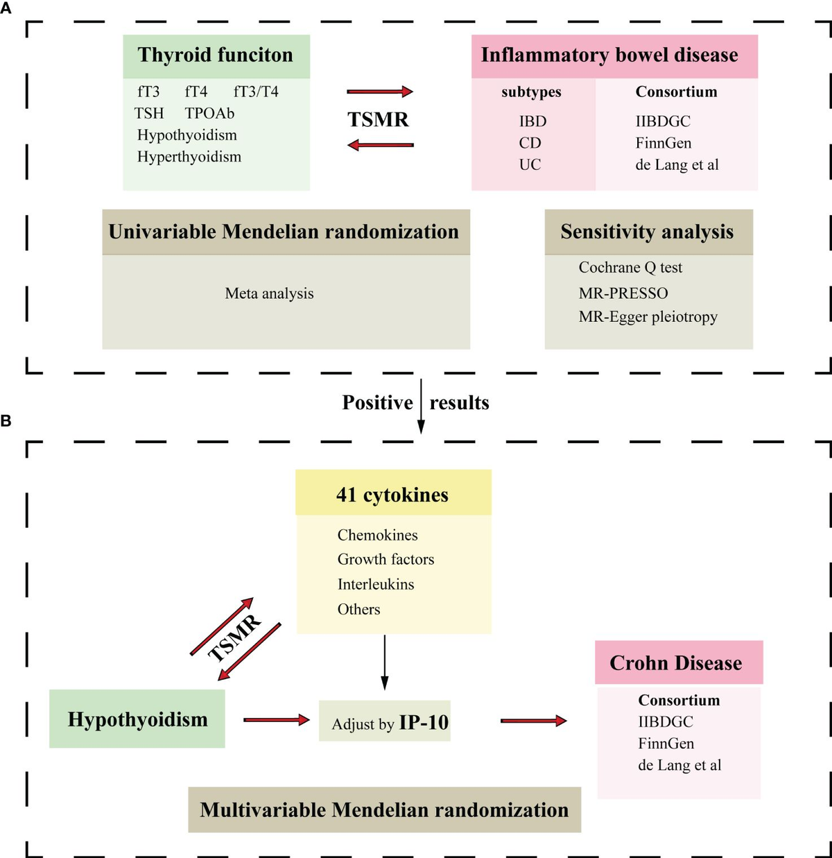 Frontiers | Casual associations of thyroid function with inflammatory ...