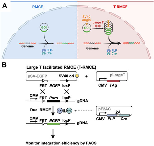 Frontiers | Large T antigen mediated target gene replication improves ...
