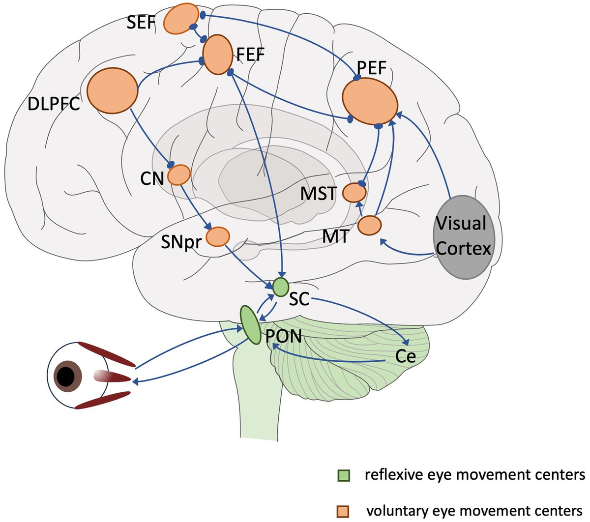 Frontiers | Application and progress of advanced eye movement ...
