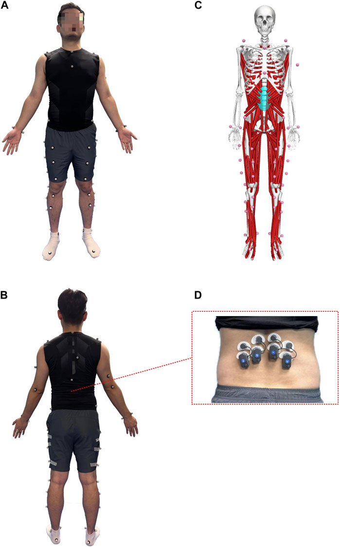 Frontiers | Analysis of lumbar spine loading during walking in patients ...