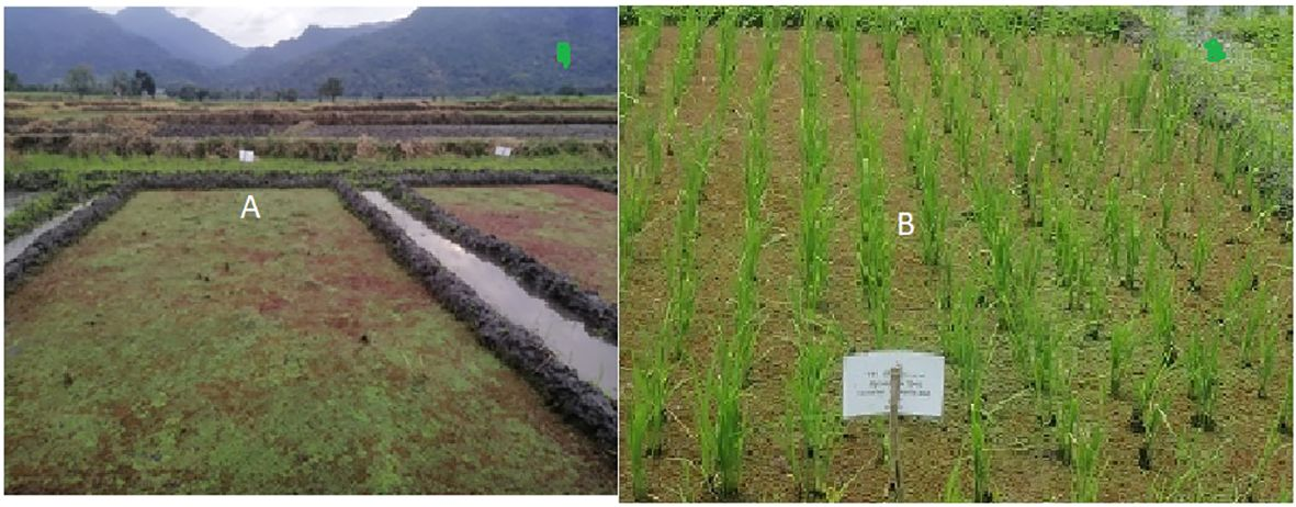 Frontiers | Rice straw incorporation and Azolla application improves ...