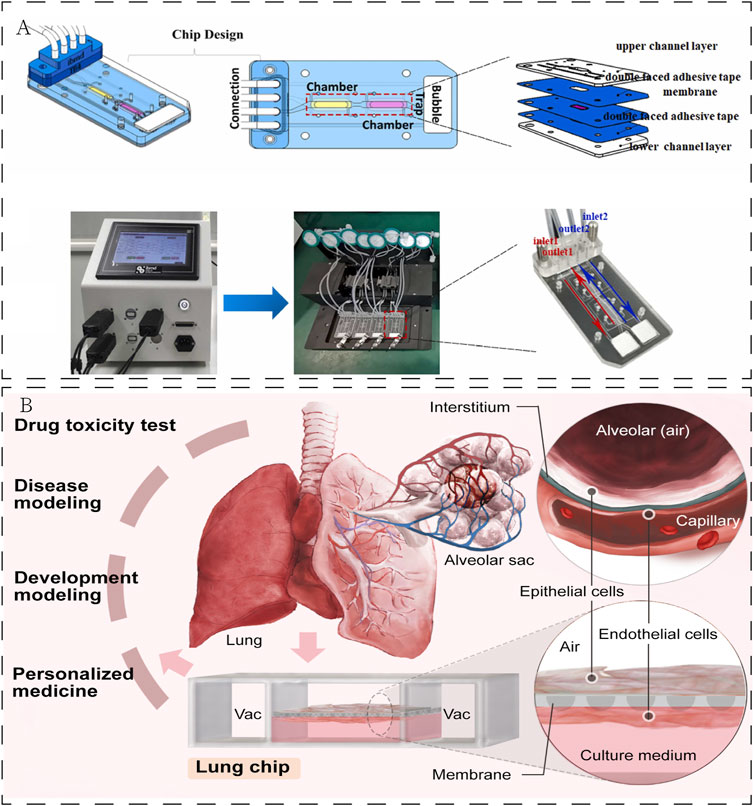 Frontiers | Progress and application of lung-on-a-chip for lung cancer