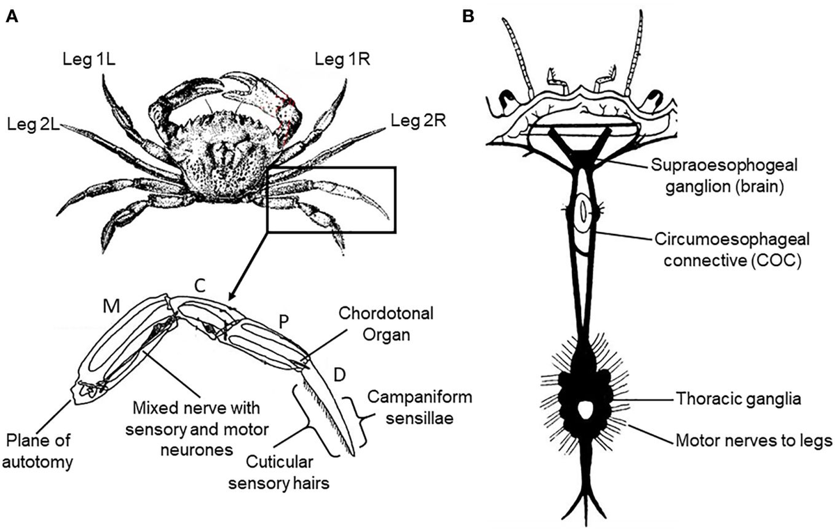 Frontiers | Towards the humane slaughter of decapod crustaceans ...