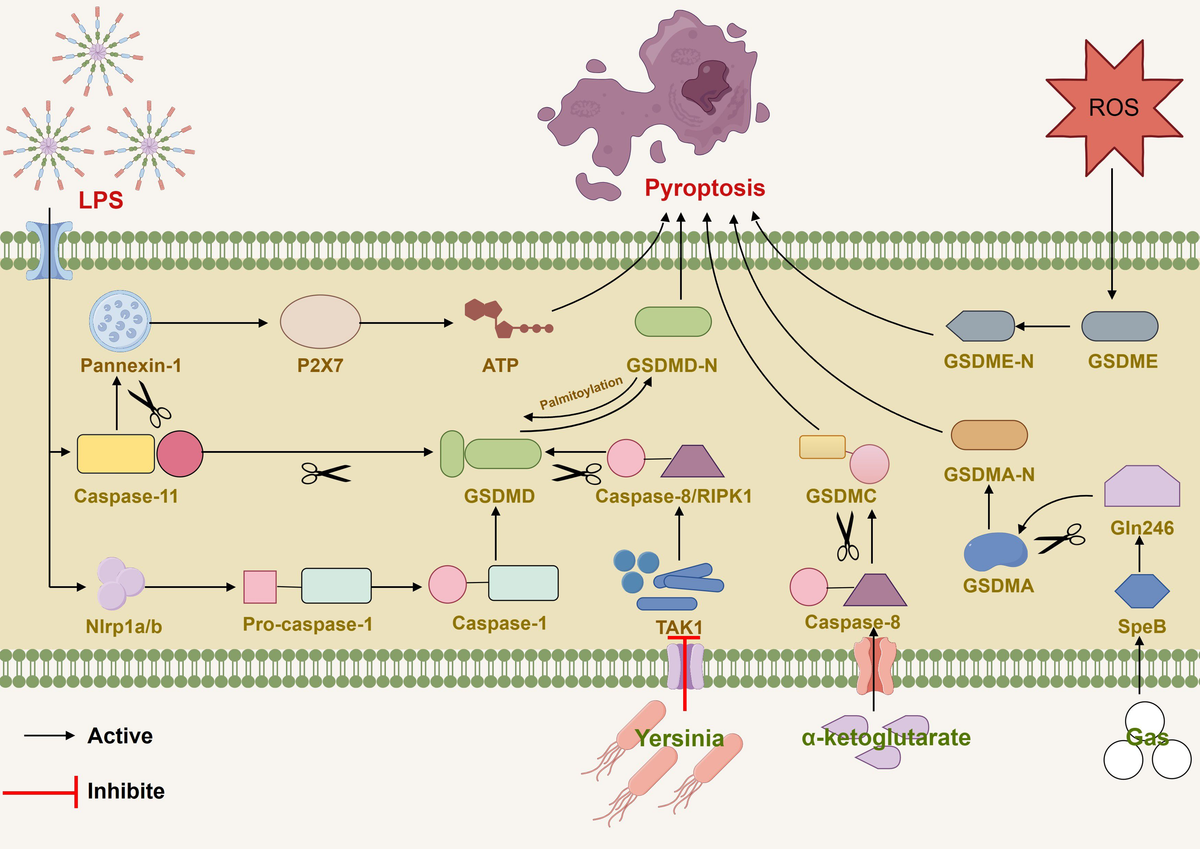 Frontiers | ROS induced pyroptosis in inflammatory disease and cancer